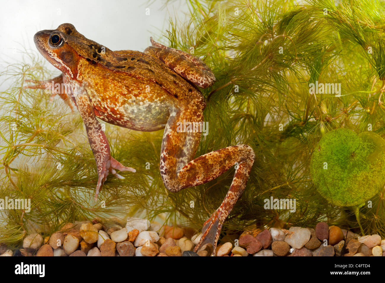A Common Frog ( Rana temporaria ) swimming in an aquarium in the Uk ...