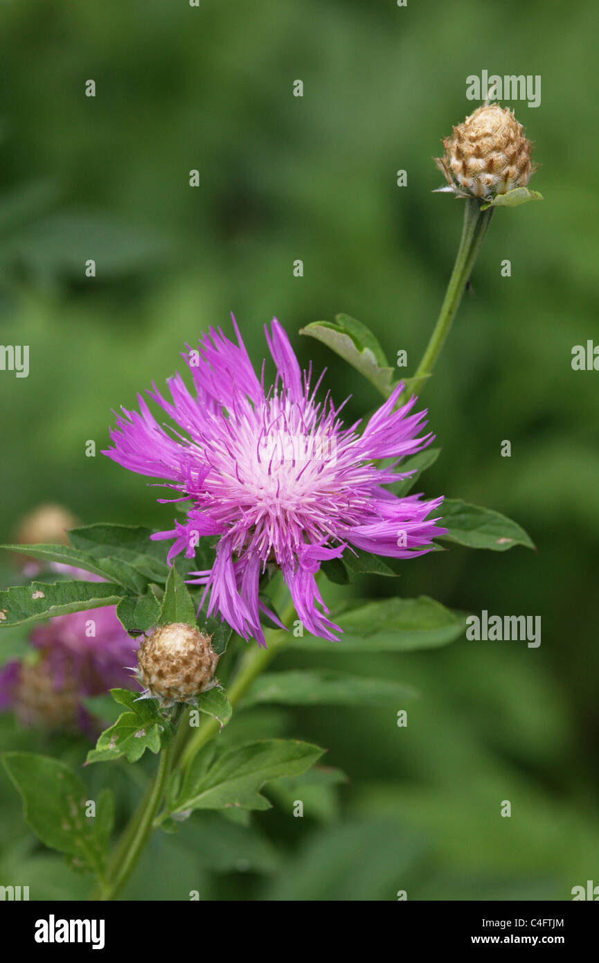 Abstract background green thistle hi-res stock photography and images ...