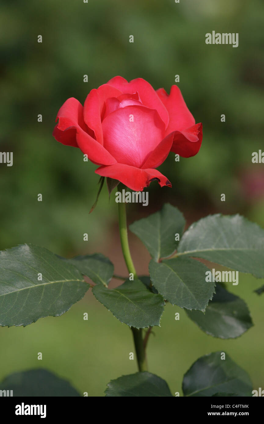 Beautiful pink rose Stock Photo - Alamy