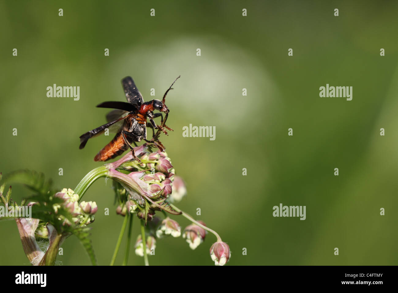 Soldier Beetle (Cantharis fusca) and Oil Beetle larvae (Meloe ...