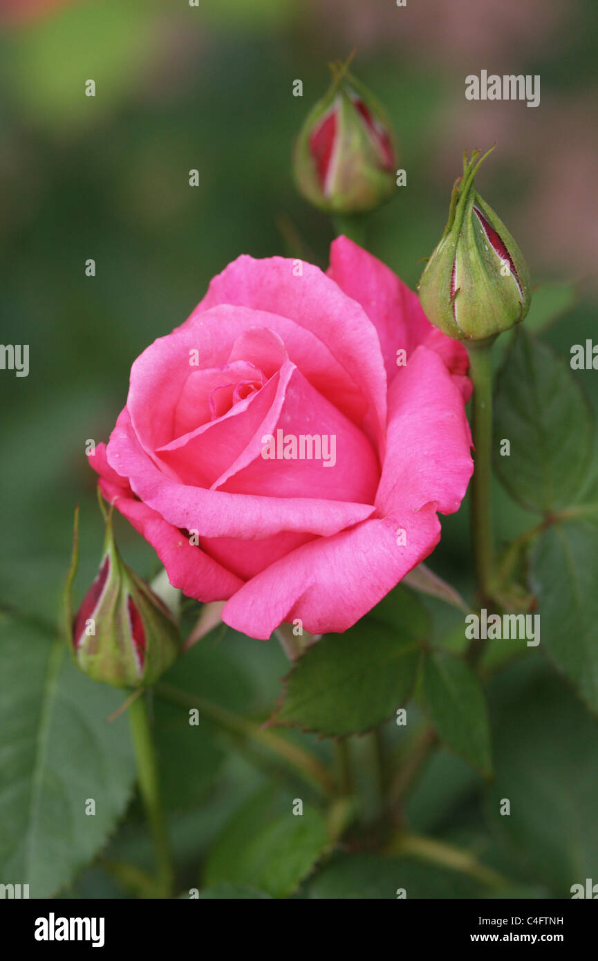 Beautiful pink rose Stock Photo - Alamy