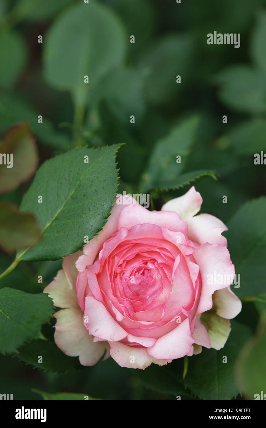 Beautiful pink rose Stock Photo - Alamy