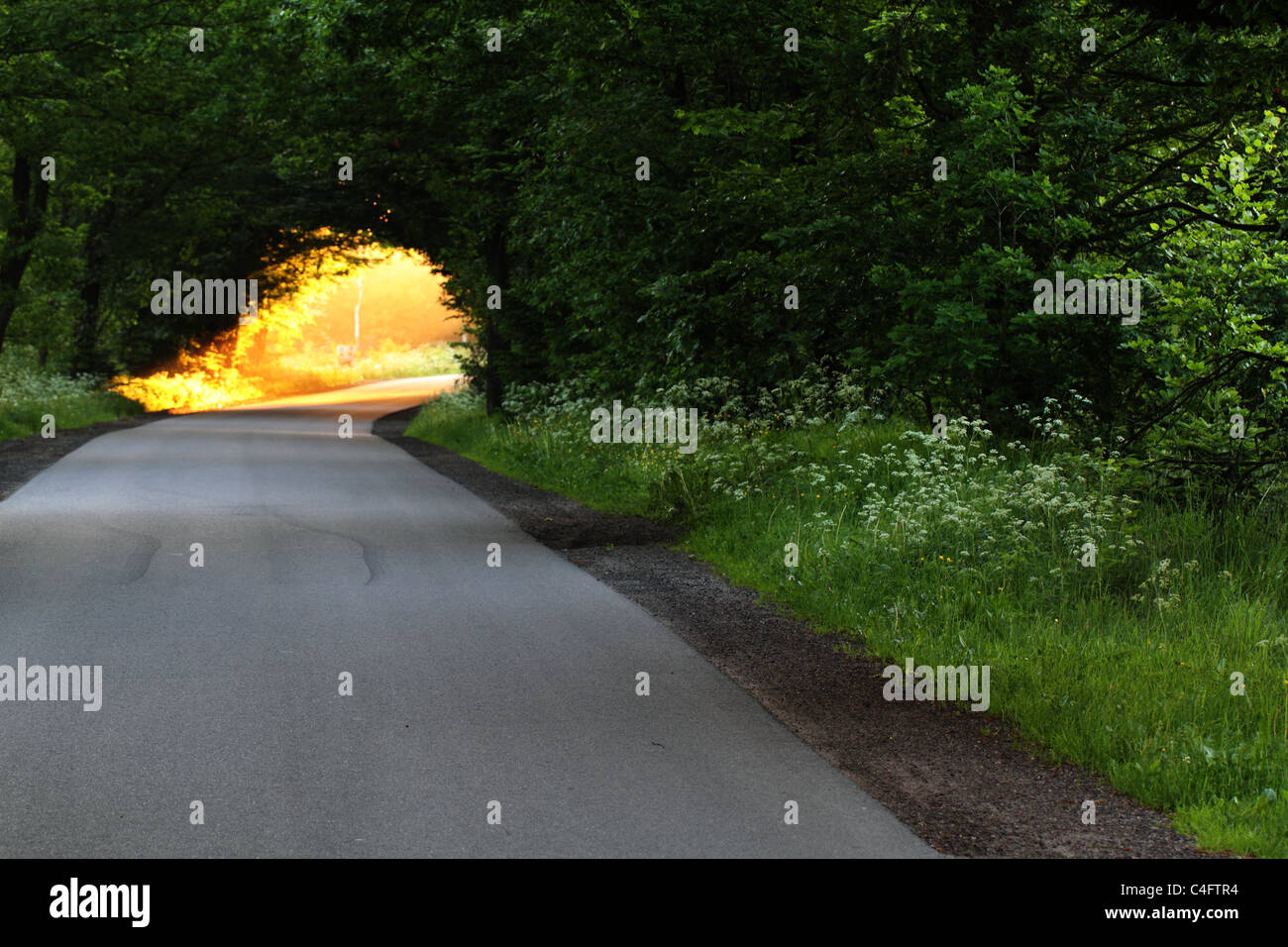 Forest edge, asphalt road and bright golden morning light Stock Photo ...