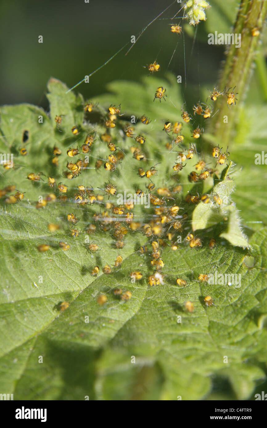 small spiders clumped together on common nettle leaf Araneus Diadematus ...