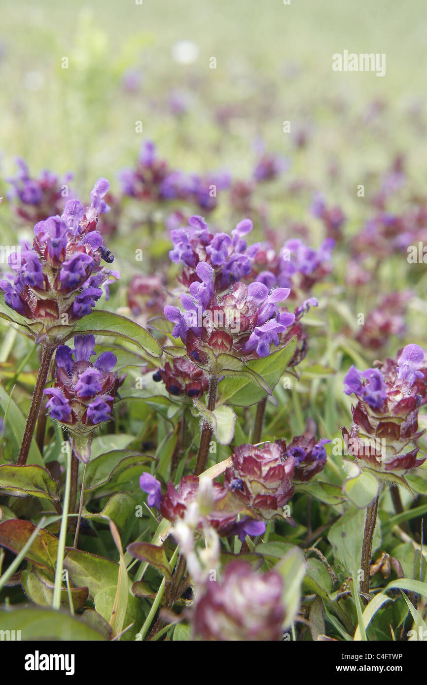 Prunella vulgaris hi-res stock photography and images - Alamy