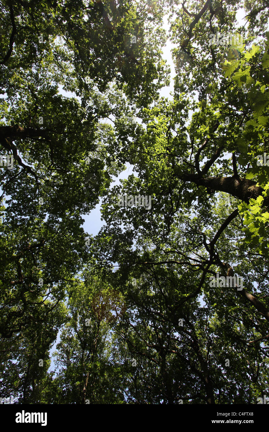 Hald ege forest hi-res stock photography and images - Alamy