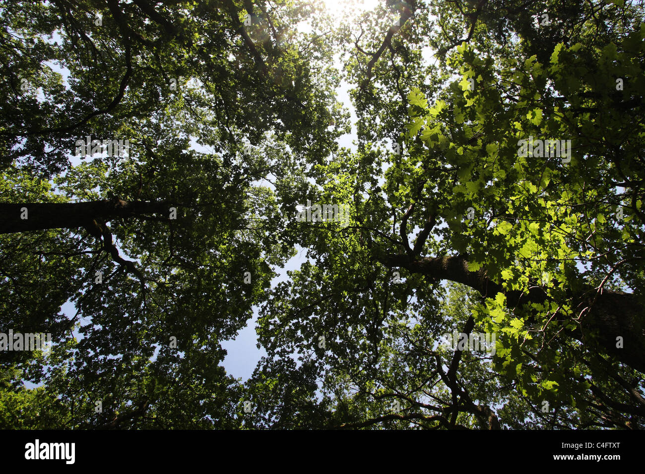 Oak trees - canopy Stock Photo - Alamy