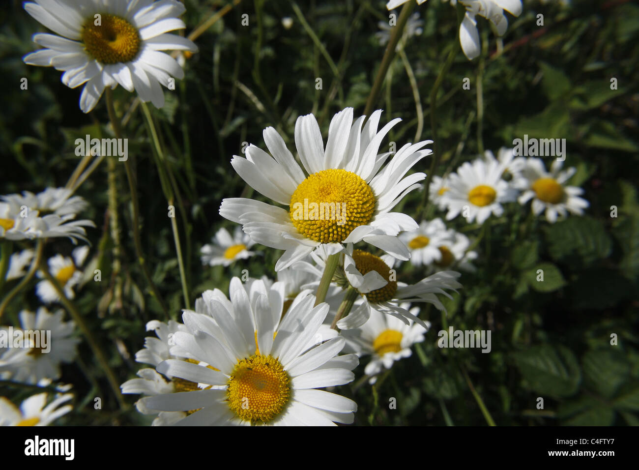 image of oxeye daisy flowers Leucanthemum vulgare Stock Photo - Alamy