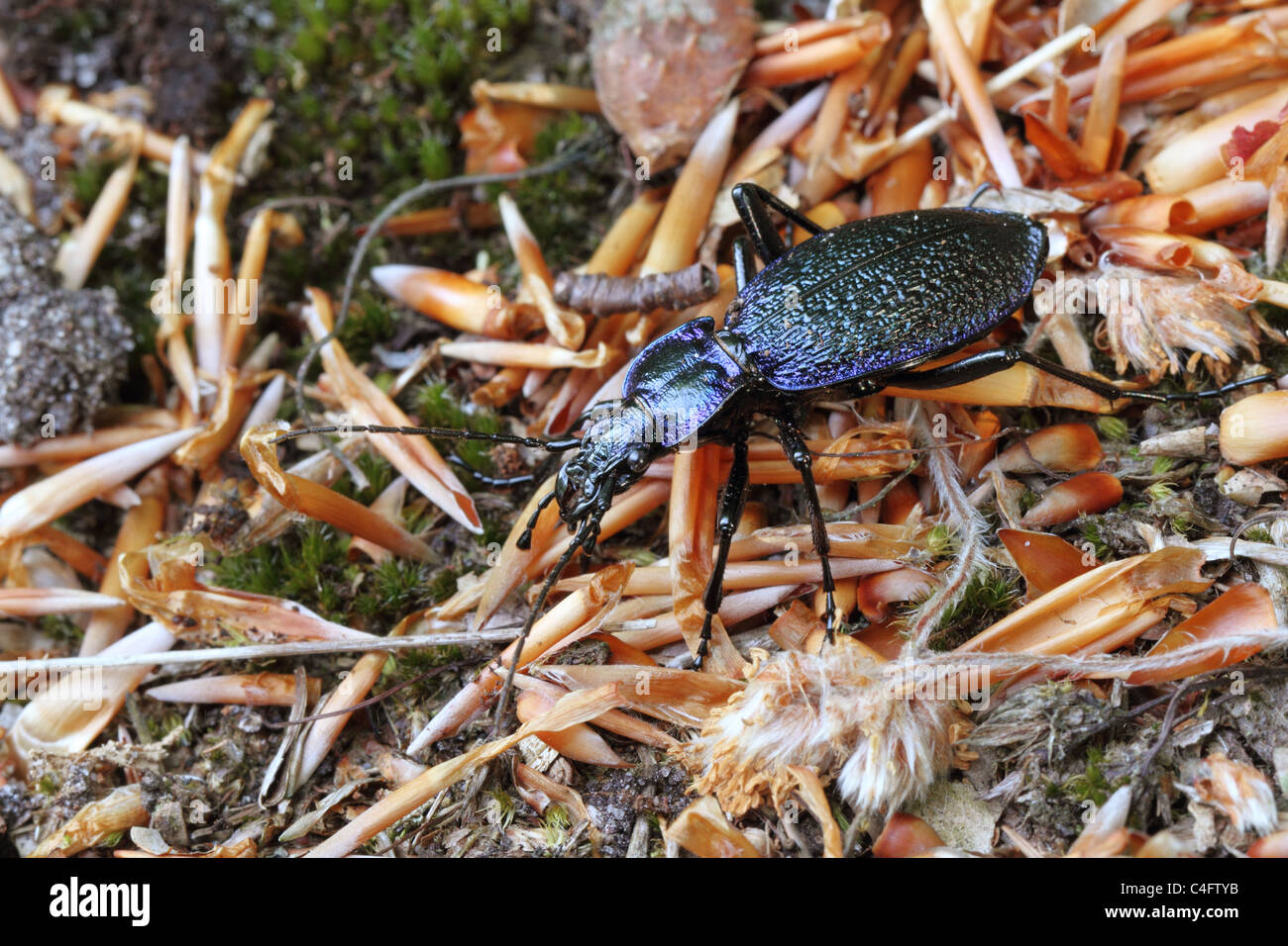 Blue Ground Beetle Carabus intricatus Stock Photo - Alamy
