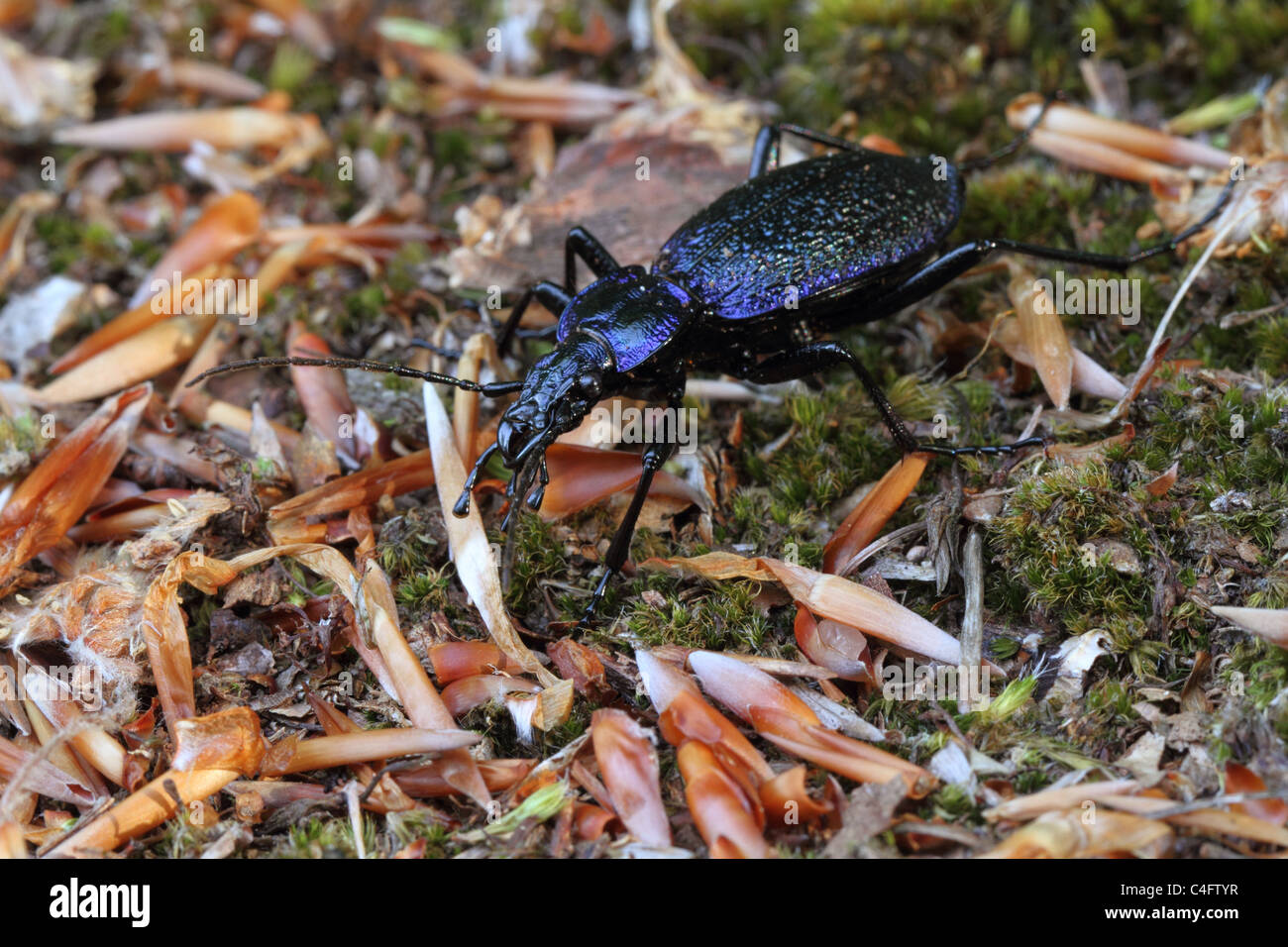 Blue Ground Beetle Carabus intricatus Stock Photo - Alamy