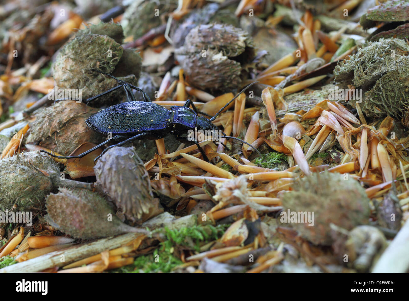 Blue Ground Beetle Carabus intricatus Stock Photo - Alamy