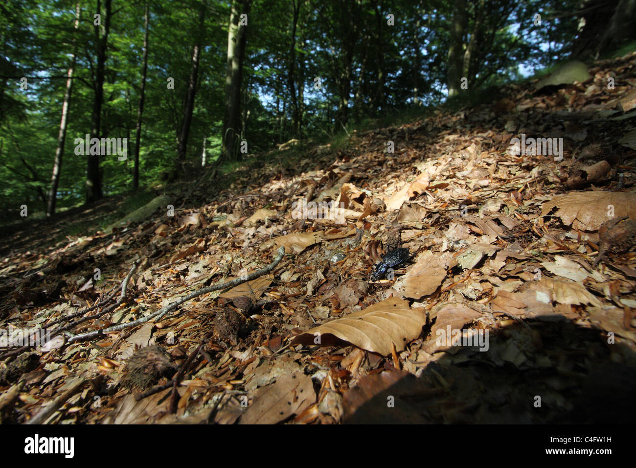 Decaying wood for insects hi-res stock photography and images - Alamy