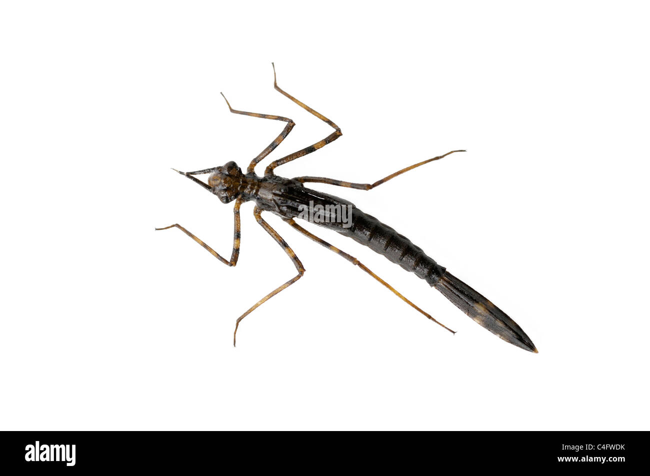 Macroinvertebrate hi-res stock photography and images - Alamy