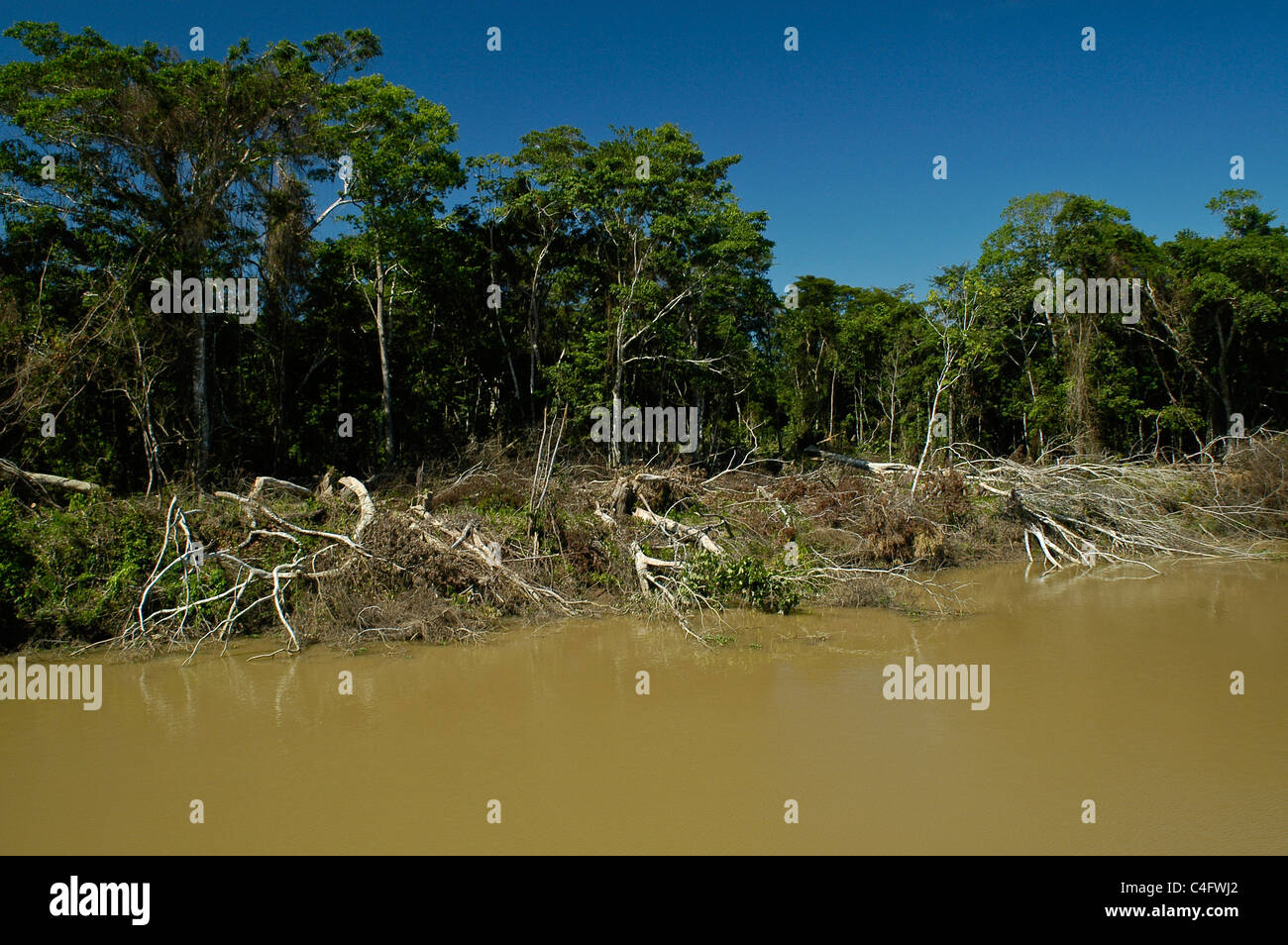 Illegal deforestation at the margins of Madeira River Margins of rivers ...