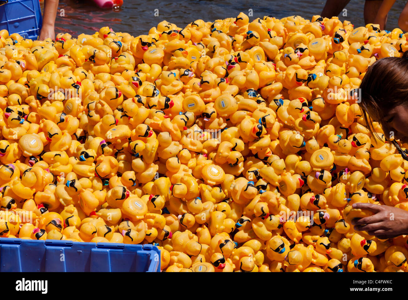 LOS GATOS, CA, USA - JUNE 12: The rubber duckies are kicking off their ...