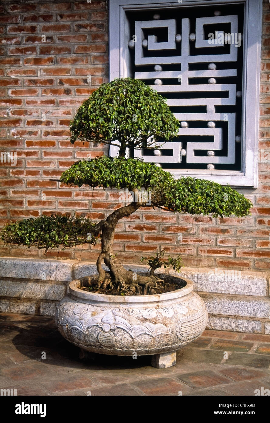 Topiary bonsai, Hanoi, Vietnam Stock Photo - Alamy