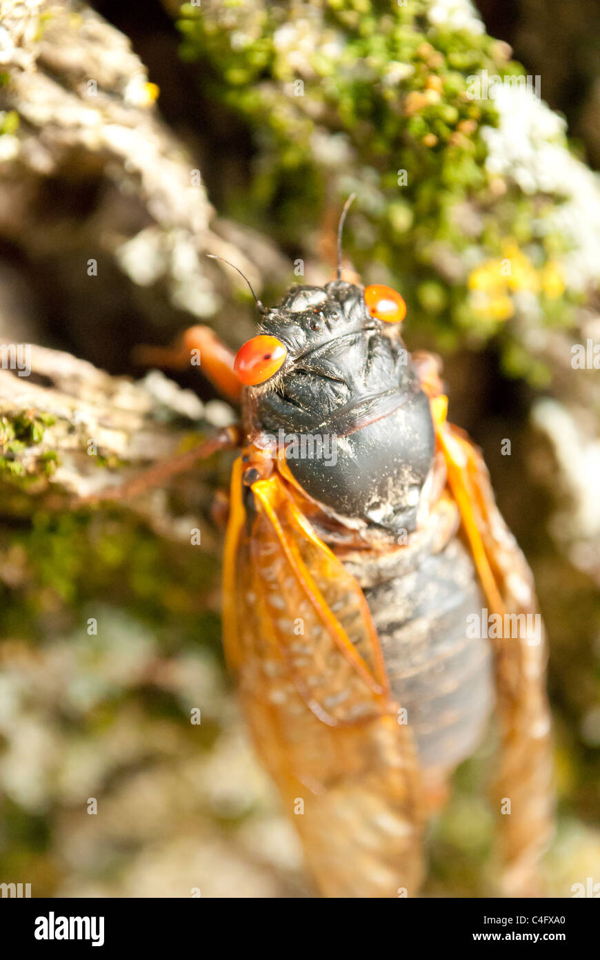 Cicada on a tree Stock Photo - Alamy