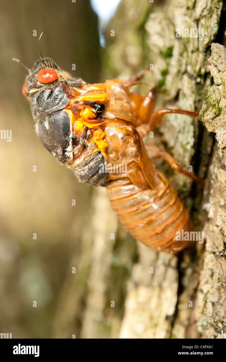 Cicada on a tree Stock Photo - Alamy
