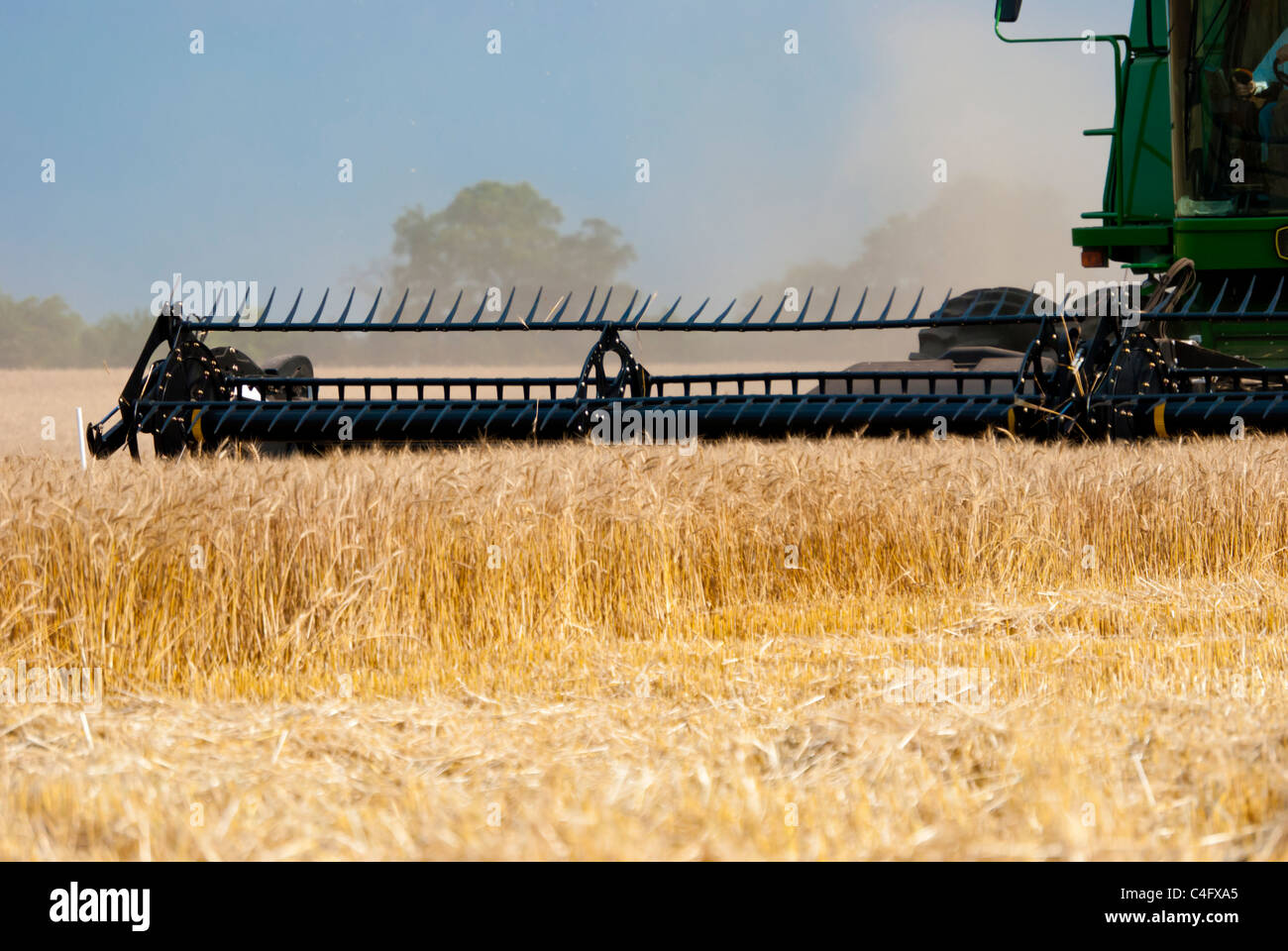 Combine harvesting wheat Stock Photo - Alamy