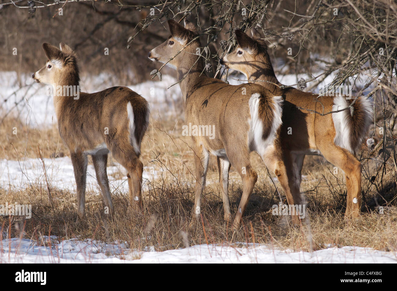 Whitetailed fawns hi-res stock photography and images - Alamy