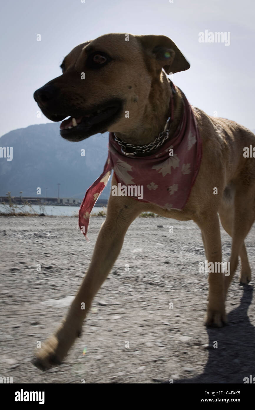 Is The Spit Dog Friendly