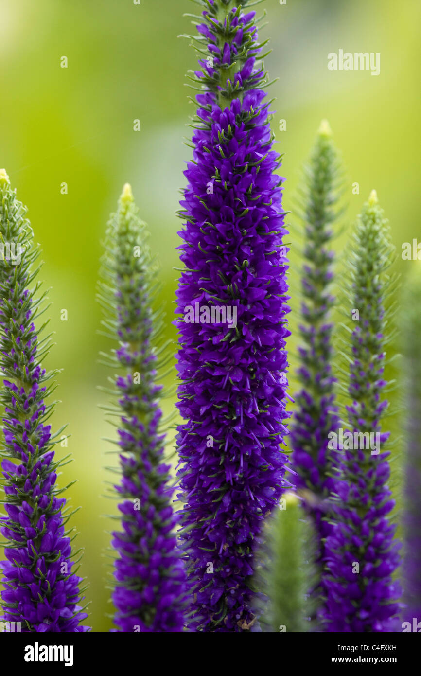Veronica spicata 'Ulster Blue Dwarf' Stock Photo - Alamy