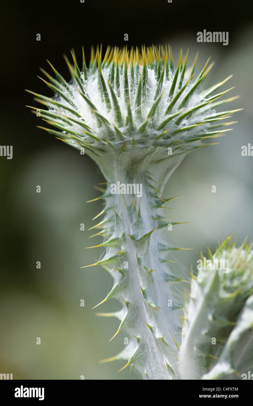 Giant thistle hi-res stock photography and images - Alamy