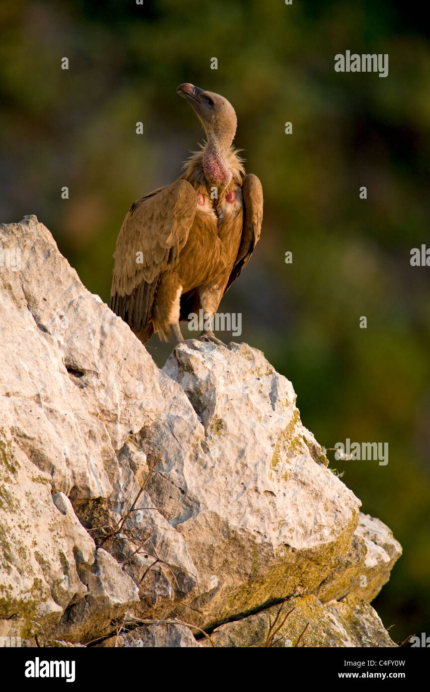 Roosting birds hi-res stock photography and images - Alamy