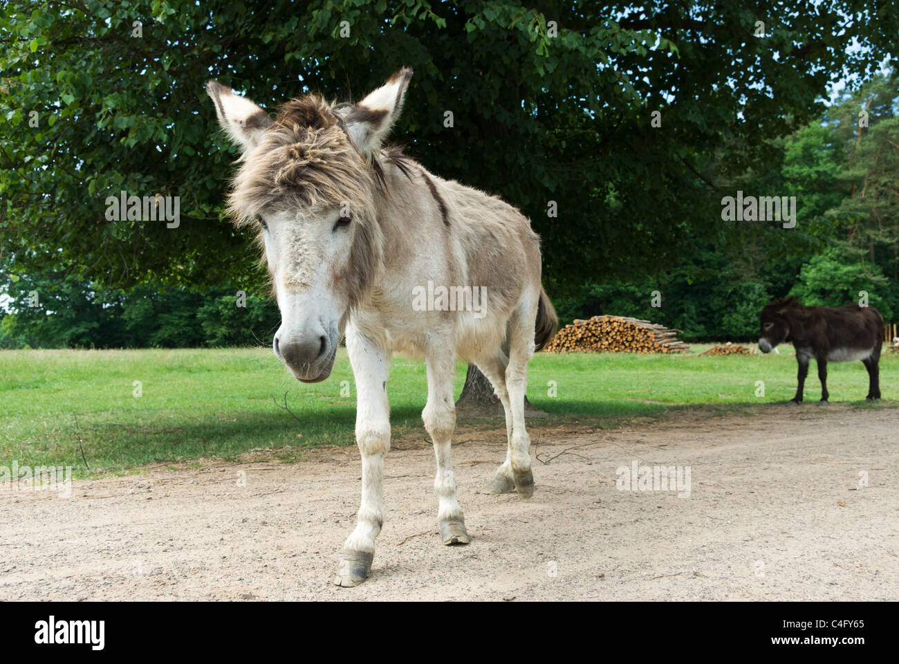 Donkey dun hi-res stock photography and images - Alamy