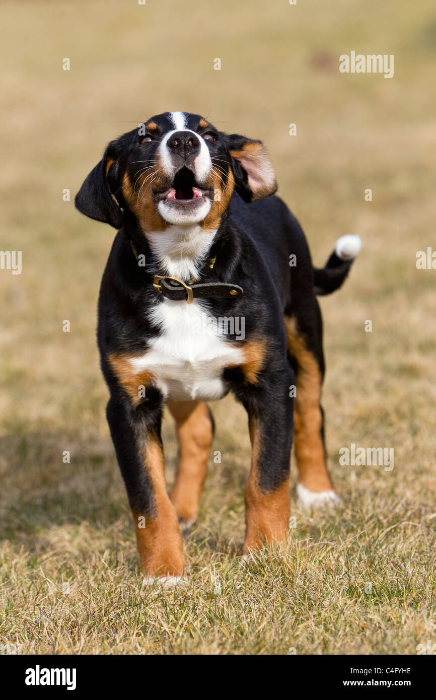 Appenzeller hi-res stock photography and images - Alamy