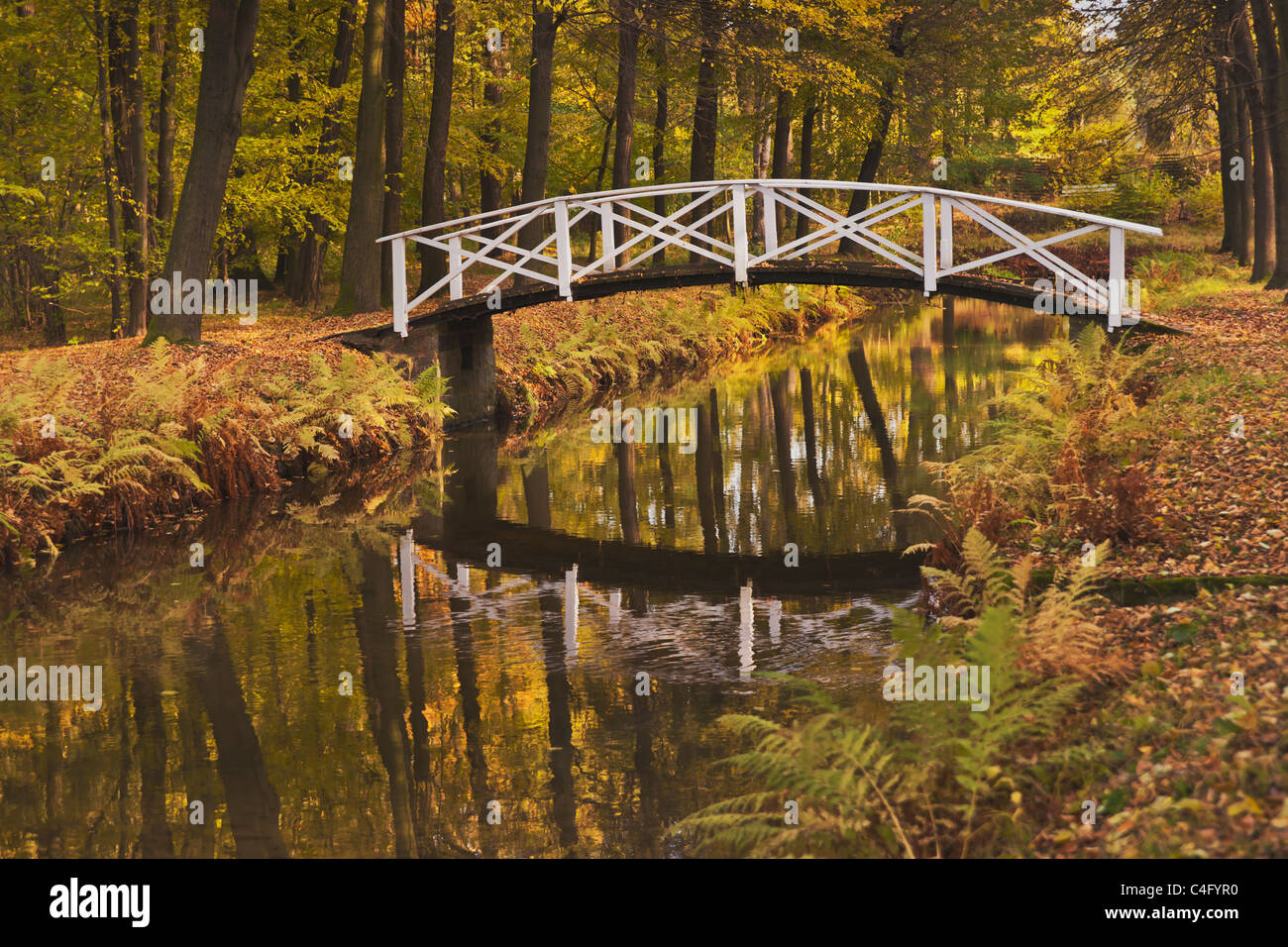 Herbst im Wald | autumn in the forest Stock Photo - Alamy