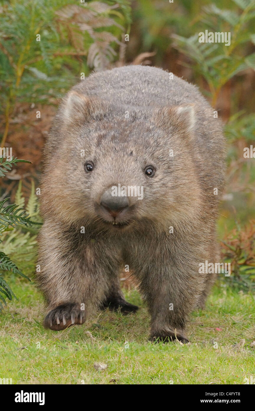 Bare-nosed Wombat (Common Wombat) Vombatus ursinus Photographed in ...
