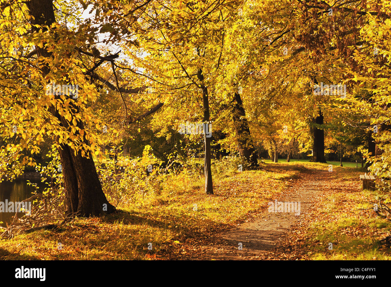 Herbst im Wald | autumn in the forest Stock Photo - Alamy