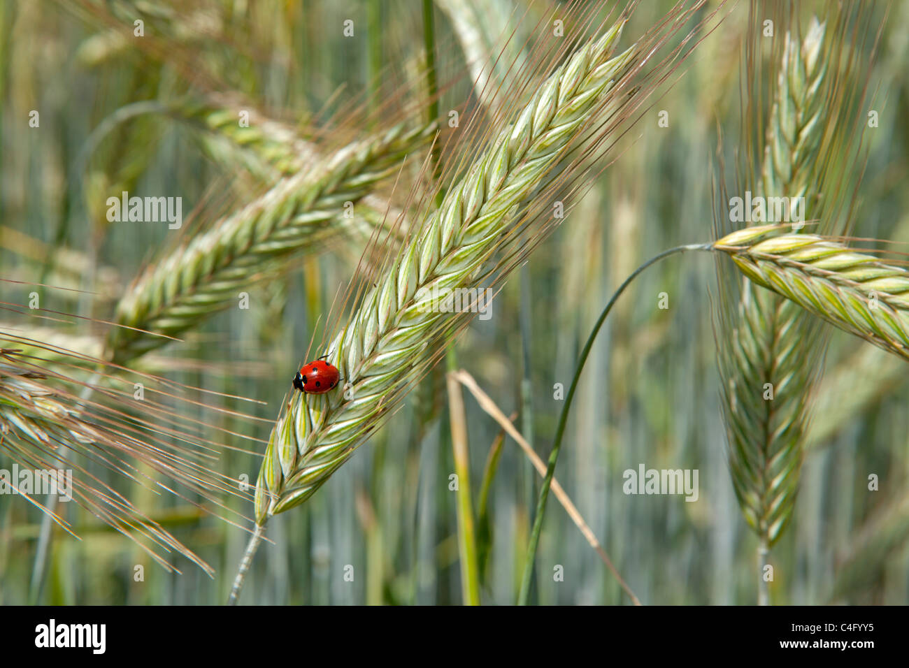 Rye awns hi-res stock photography and images - Alamy