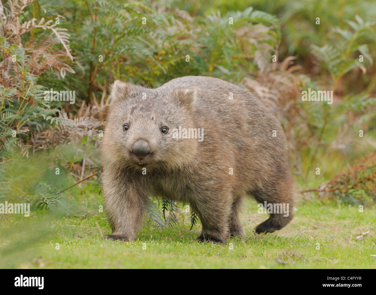 Wombat pouch hi-res stock photography and images - Alamy