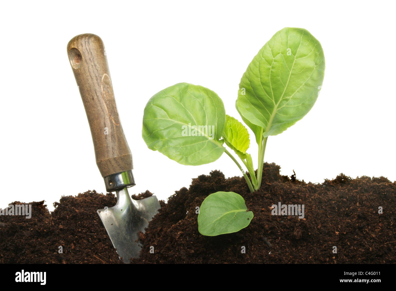 Seedling cabbage plant with a trowel in soil Stock Photo - Alamy