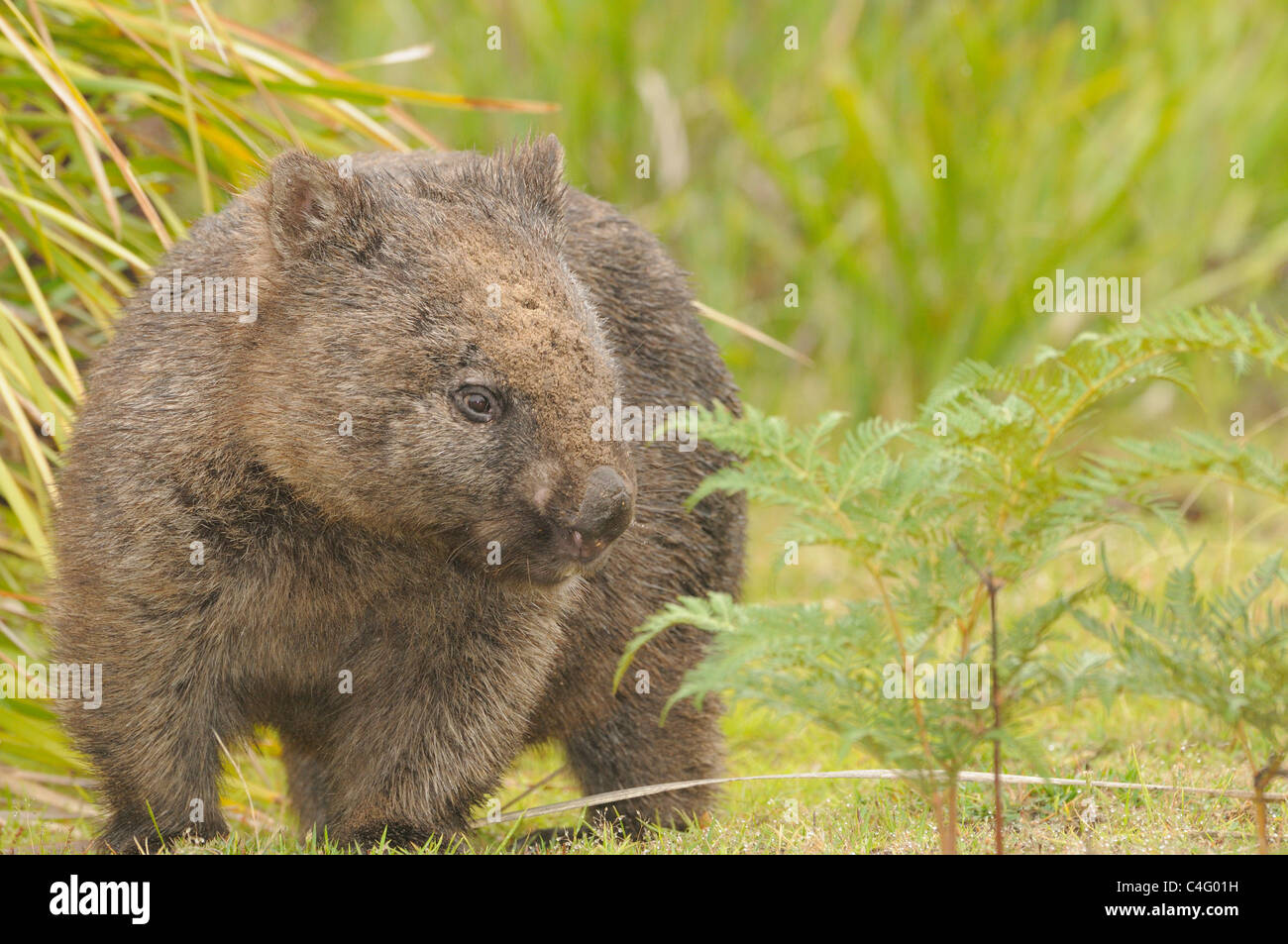 Common Wombat Vombatus ursinus male Photographed in Tasmania, Australia ...