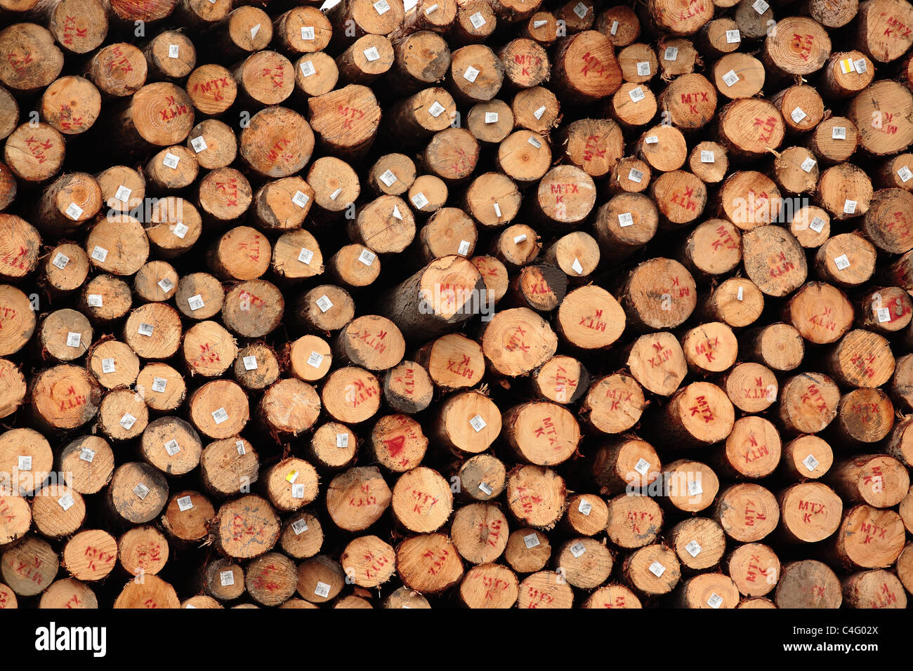 Radiata pine hi-res stock photography and images - Alamy