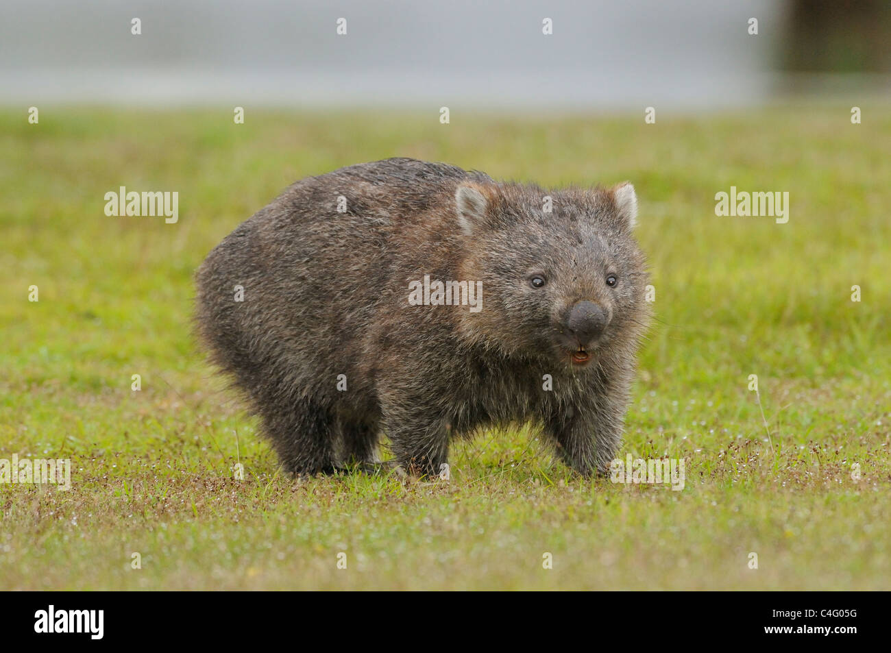 Common Wombat Stock Photos & Common Wombat Stock Images - Alamy
