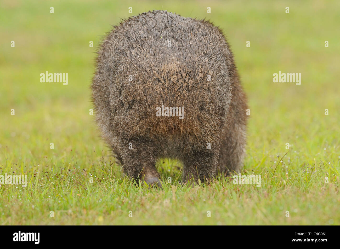 Adult Bare-faced Wombat (Common Wombat) rear end Narawntapu National ...