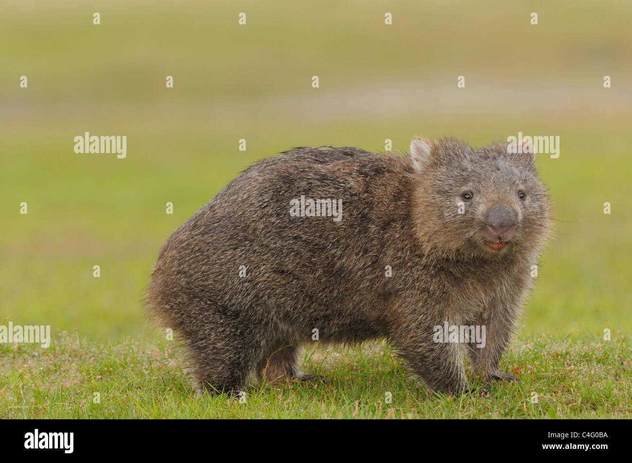 Adult Bare-faced Wombat (Common Wombat) Narawntapu National Park ...