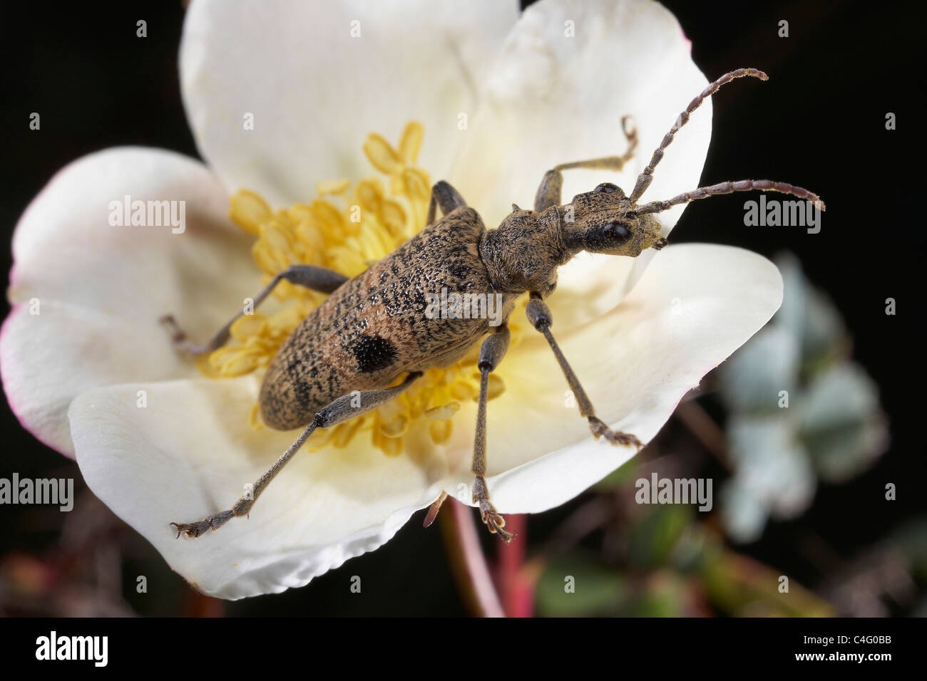 Black spotted Longhorn beetle, Rhagium mordax feeding on pollen ...