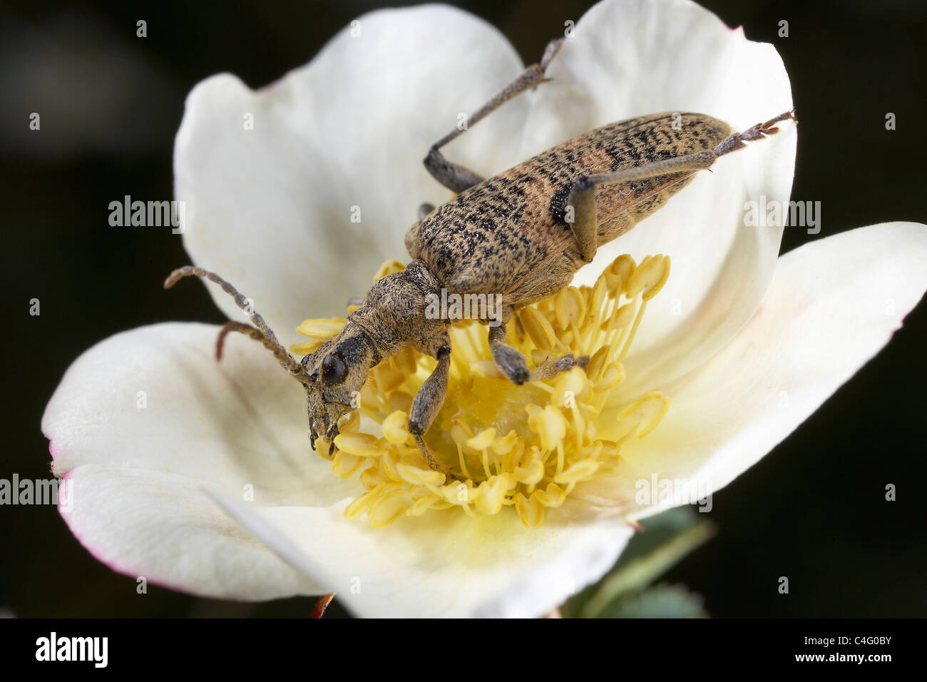 Black spotted Longhorn beetle, Rhagium mordax feeding on pollen ...