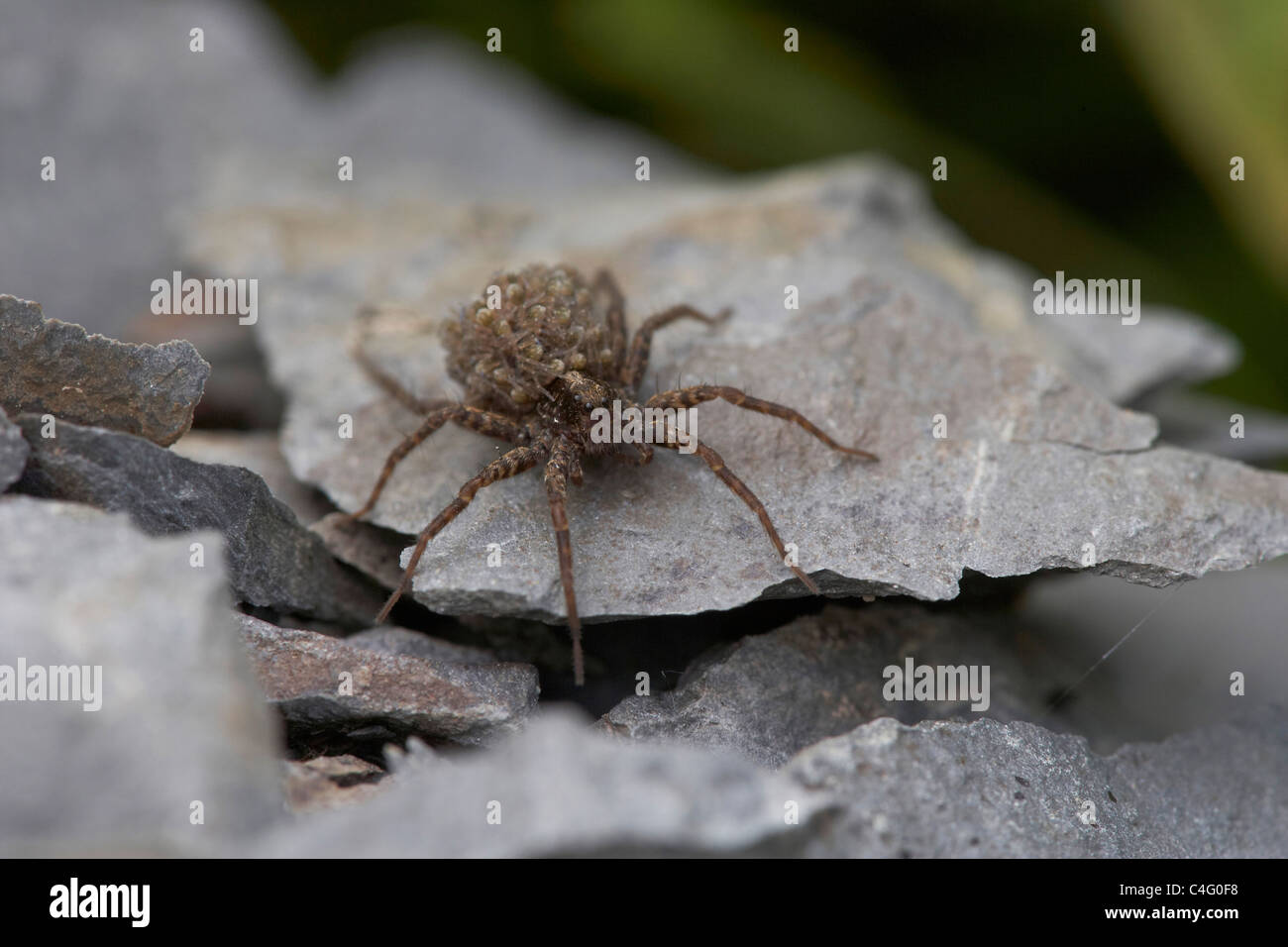 Female Wolf spider, Pardosa amentata carrying her newly hatched young ...