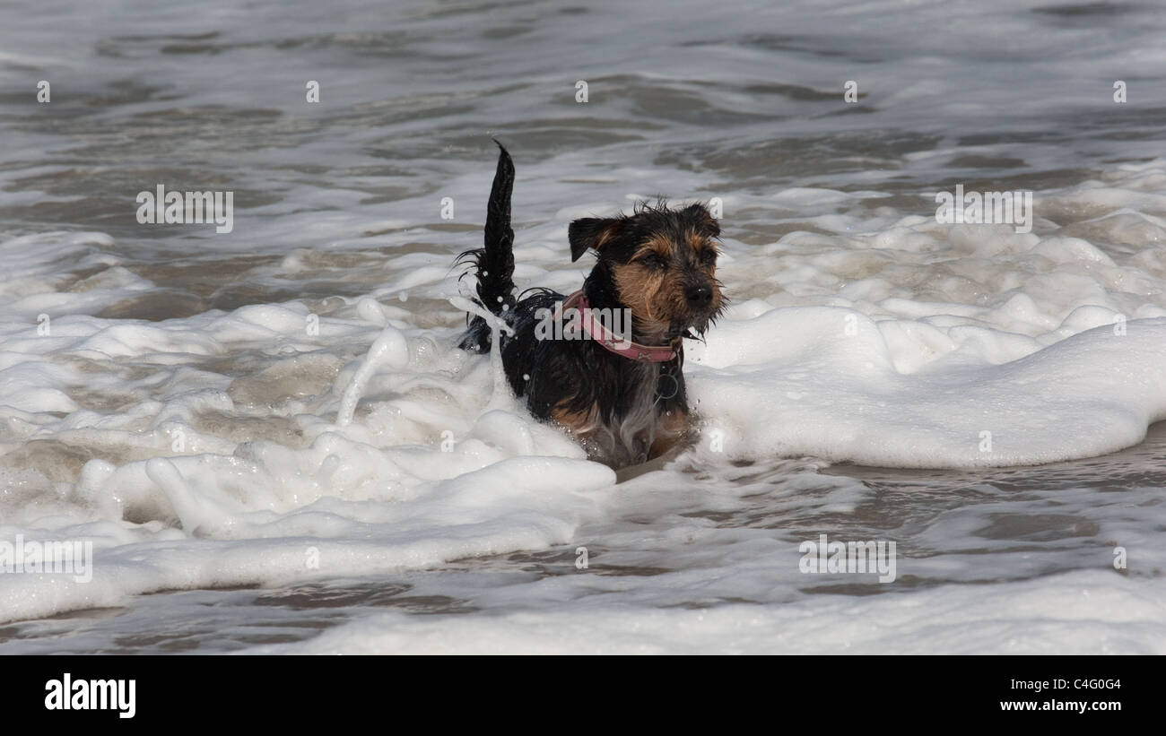 Small dog playing in the waves Stock Photo - Alamy