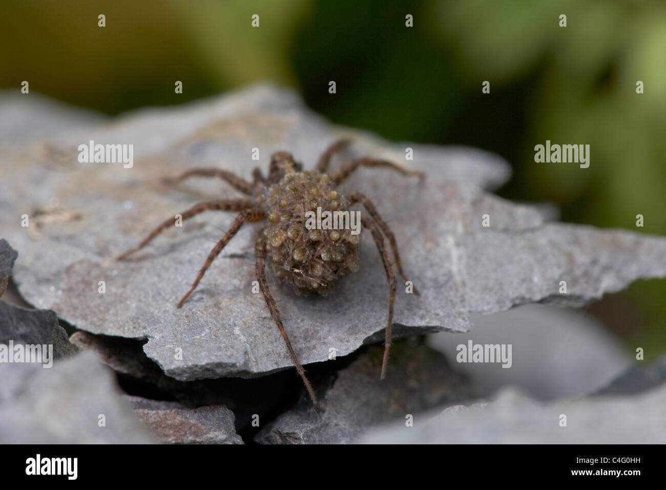 Female Wolf spider, Pardosa amentata carrying her newly hatched young ...