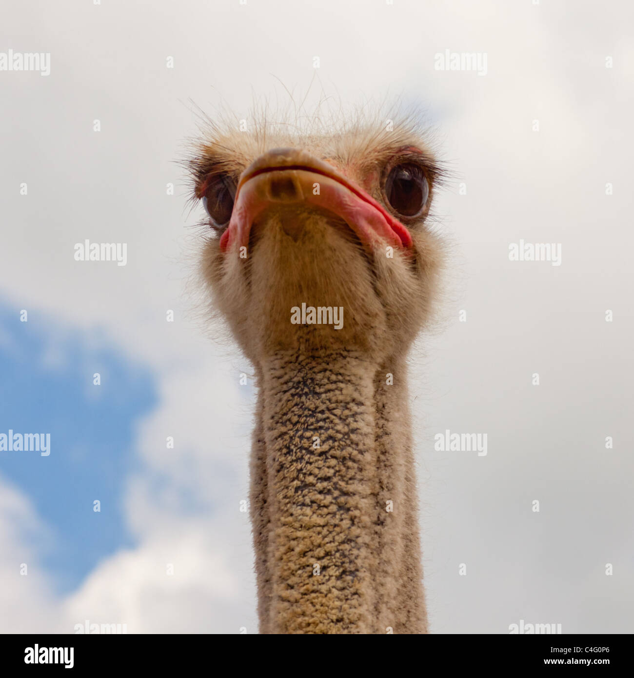 Pink ostrich feathers hi-res stock photography and images - Alamy