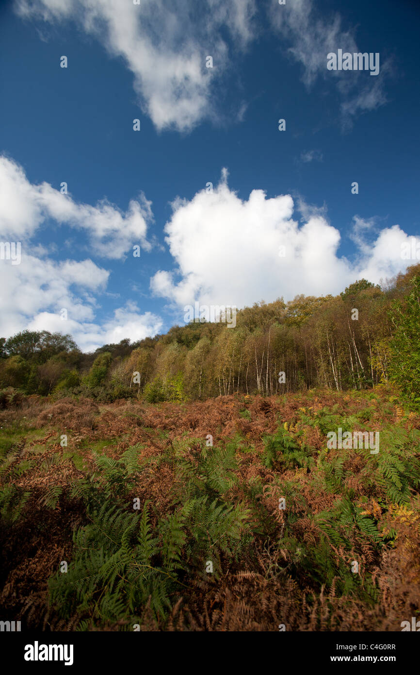 Autum bracken trees hi-res stock photography and images - Alamy