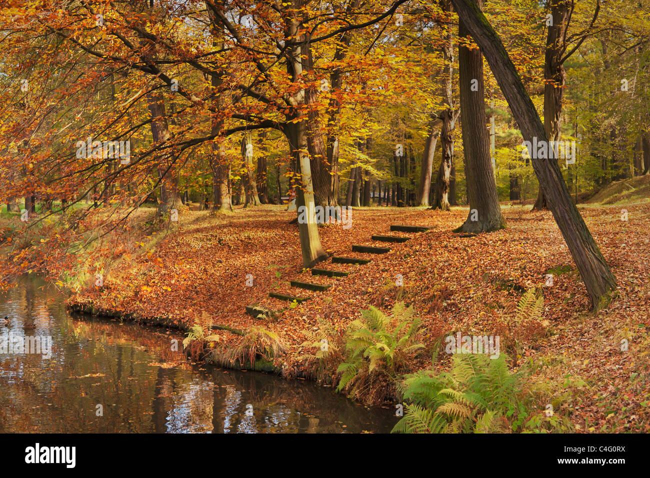 Herbst im Wald | autumn in the forest Stock Photo - Alamy