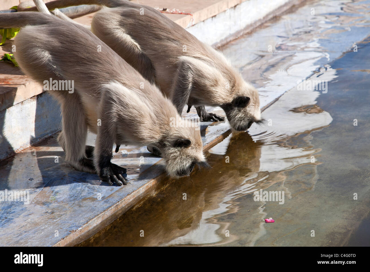 Grey langur monkeys drinking water. Pushkar Lake ghats. Rajasthan ...